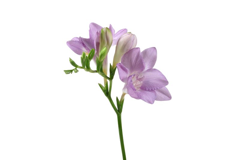 FREESIA - Flowers We Love - Flower.Style Magazine