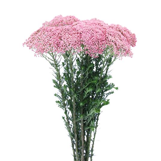 RICE FLOWER - Flowers We Love - Flower.Style Magazine RICE FLOWER - Flowers We Love - Flower.Style Magazine