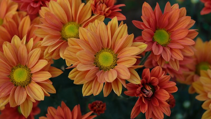 CHRYSANTHEMUM - Flowers We Love - Flower.Style Magazine