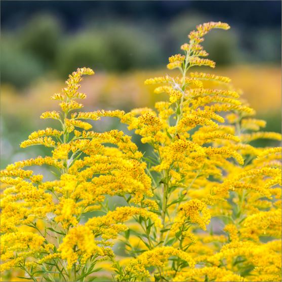 SOLIDAGO - Flowers We Love - Flower.Style Magazine