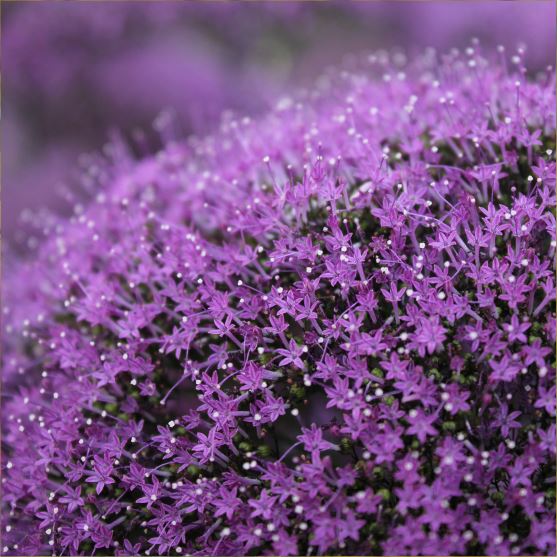 TRACHELIUM - Flowers We Love - Flower.Style Magazine