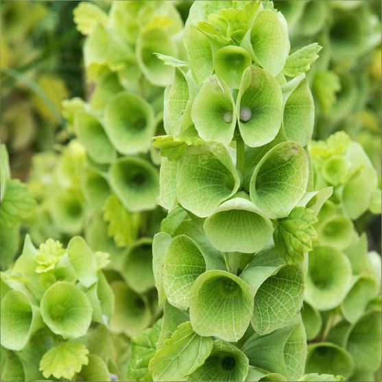 MOLUCCELLA - Flowers We Love - Flower.Style Magazine