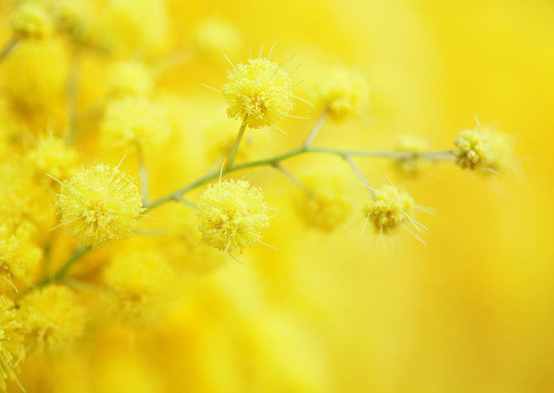 ACACIA - Flowers We Love - Flower.Style Magazine