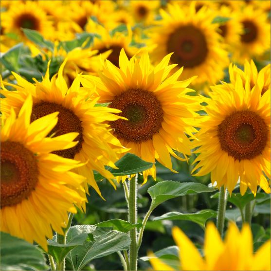 SUNFLOWER - Flowers We Love - Flower.Style Magazine