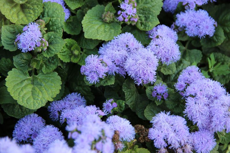 AGERATUM - Flowers We Love - Flower.Style Magazine