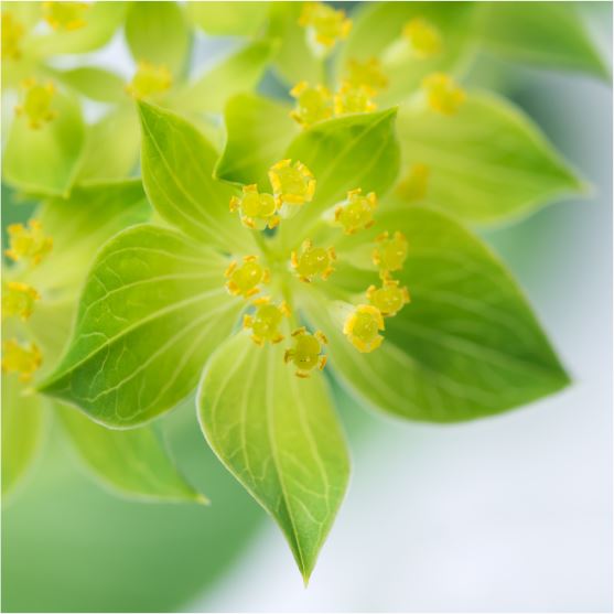 BUPLEURUM - Flowers We Love - Flower.Style Magazine