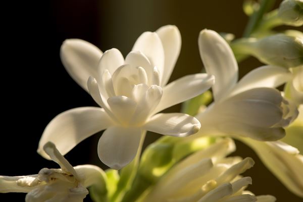 TUBEROSE - Flowers We Love - Flower.Style Magazine