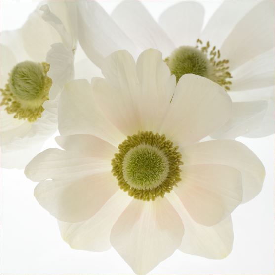ANEMONE - Flowers We Love - Flower.Style Magazine